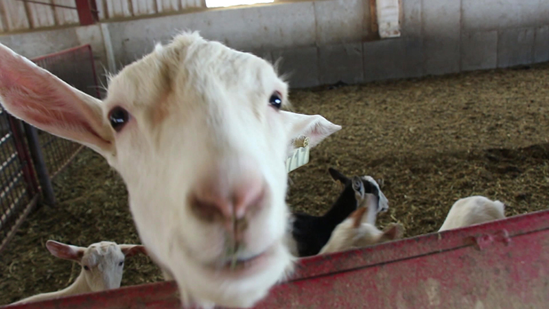 Not Spider-Man, Spider-Goat! - PBS News Student Reporting Labs - PBS ...