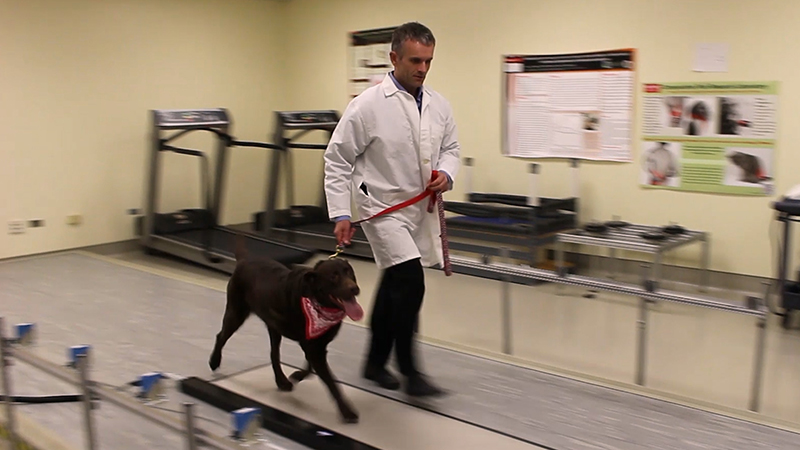 Pet research makes strides towards human pain relief - PBS News Student ...