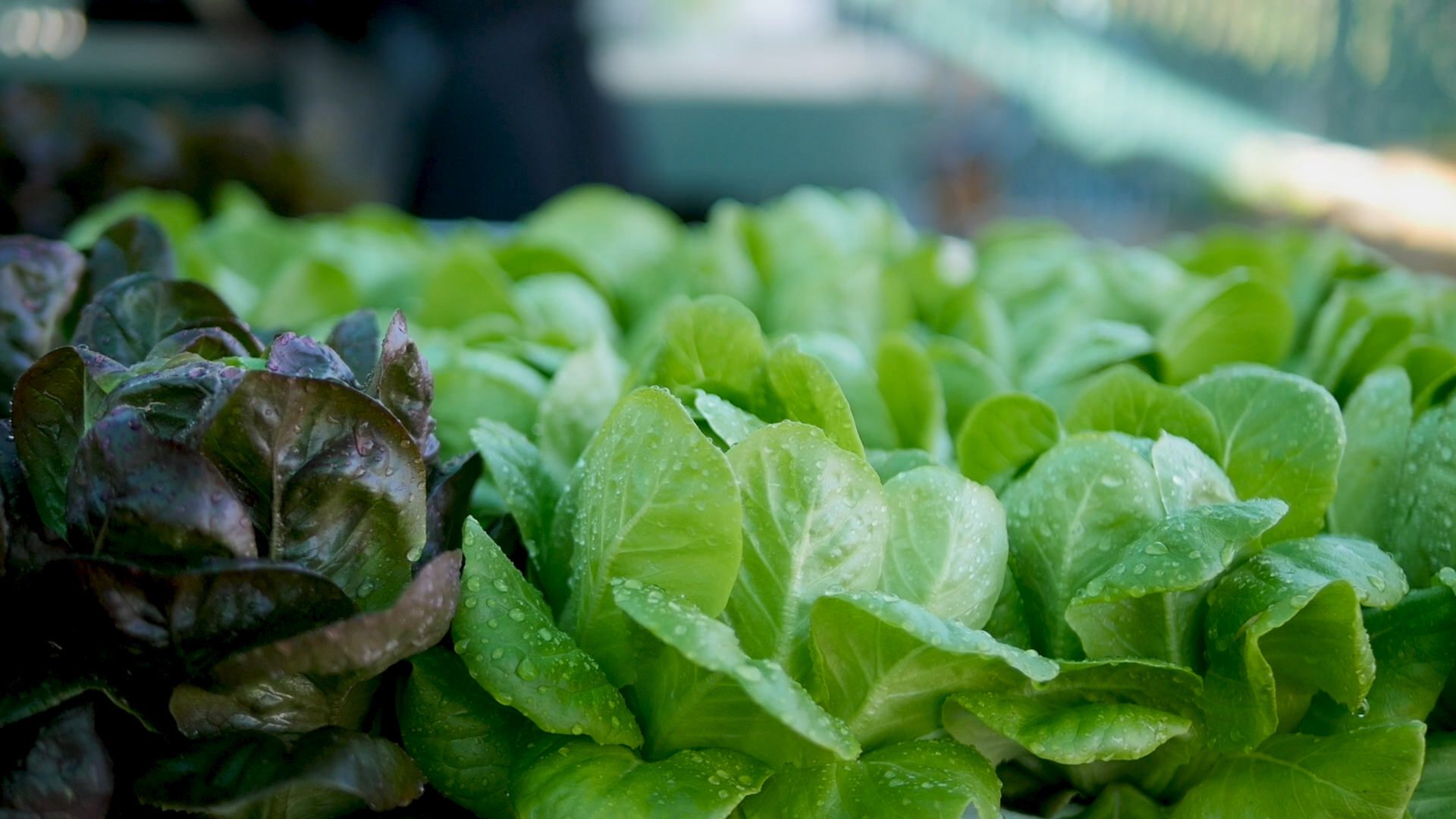 Movement aims to make Hawaii more self-sustaining through aquaponic ...