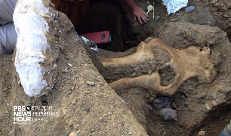 Channel Islands pygmy mammoth skull could provide insight into ...