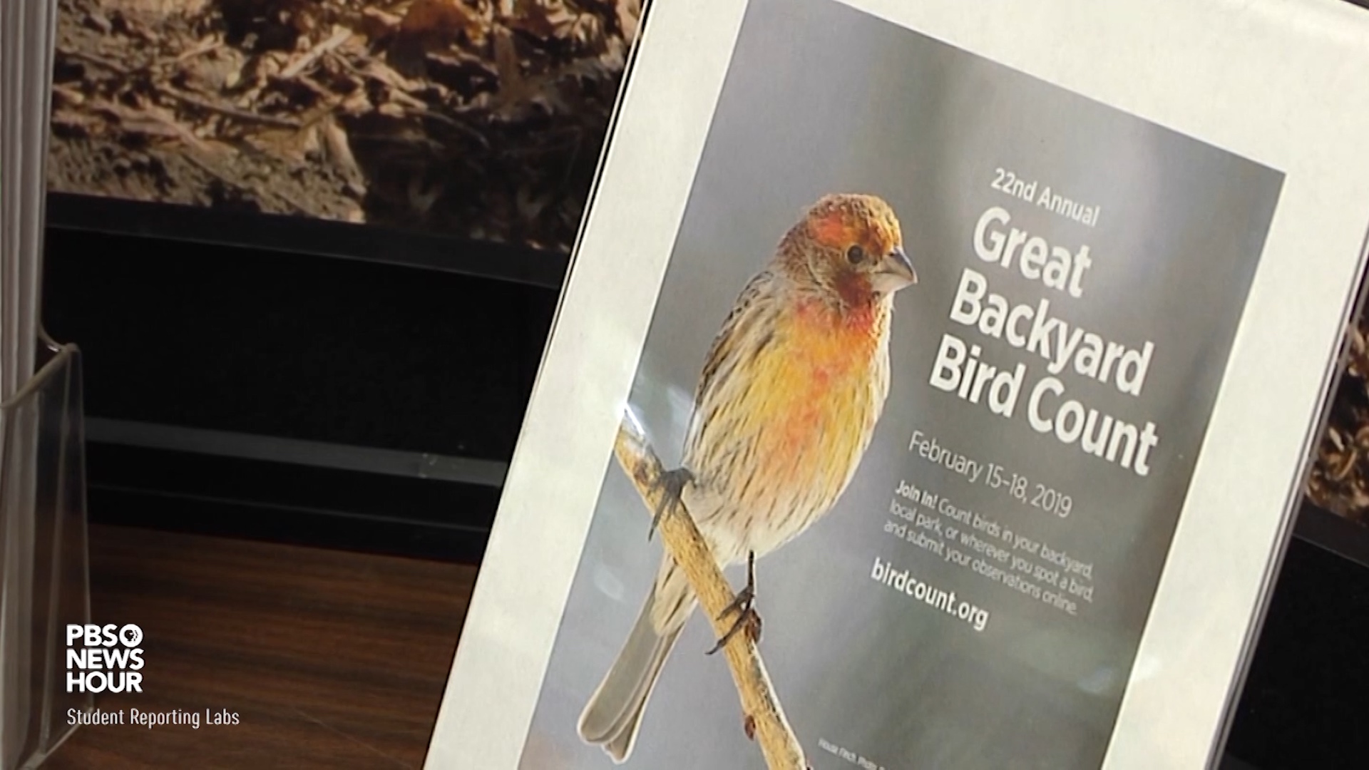 Citizen scientists count bird species - PBS News Student Reporting Labs ...