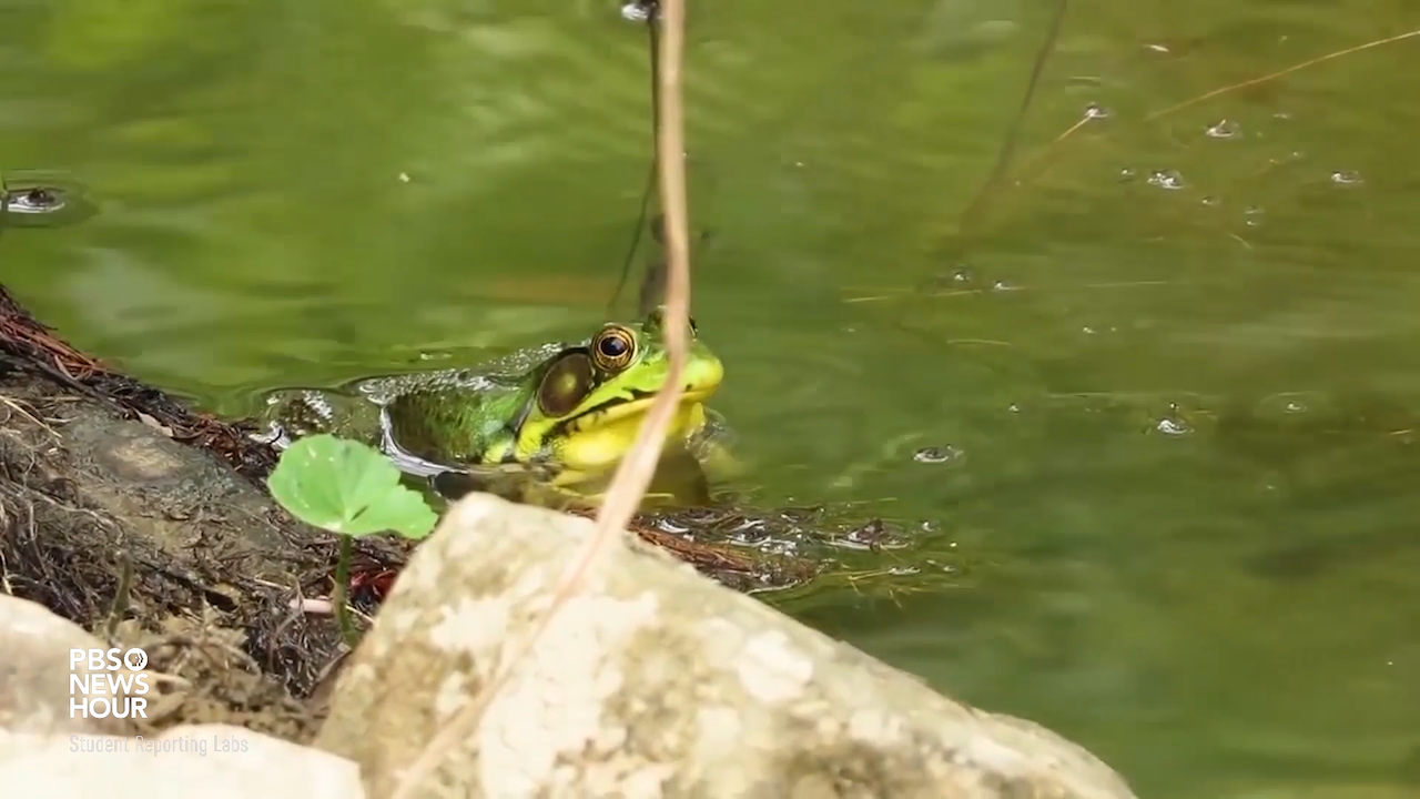 Citizen Scientists play a critical role documenting local frog ...