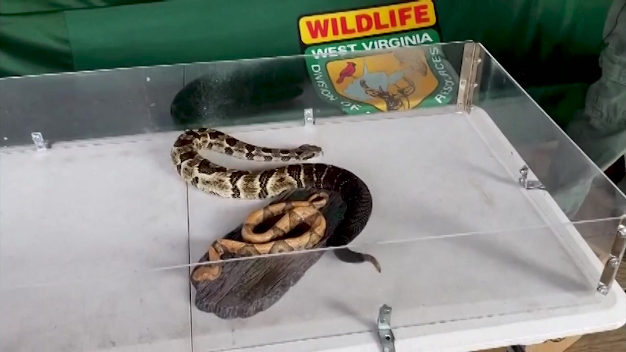 Citizen Scientists help West Virginia track its Timber Rattler ...